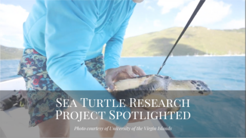 Sea Turtle Research Project Spotlighted - Chris and Christie Powers