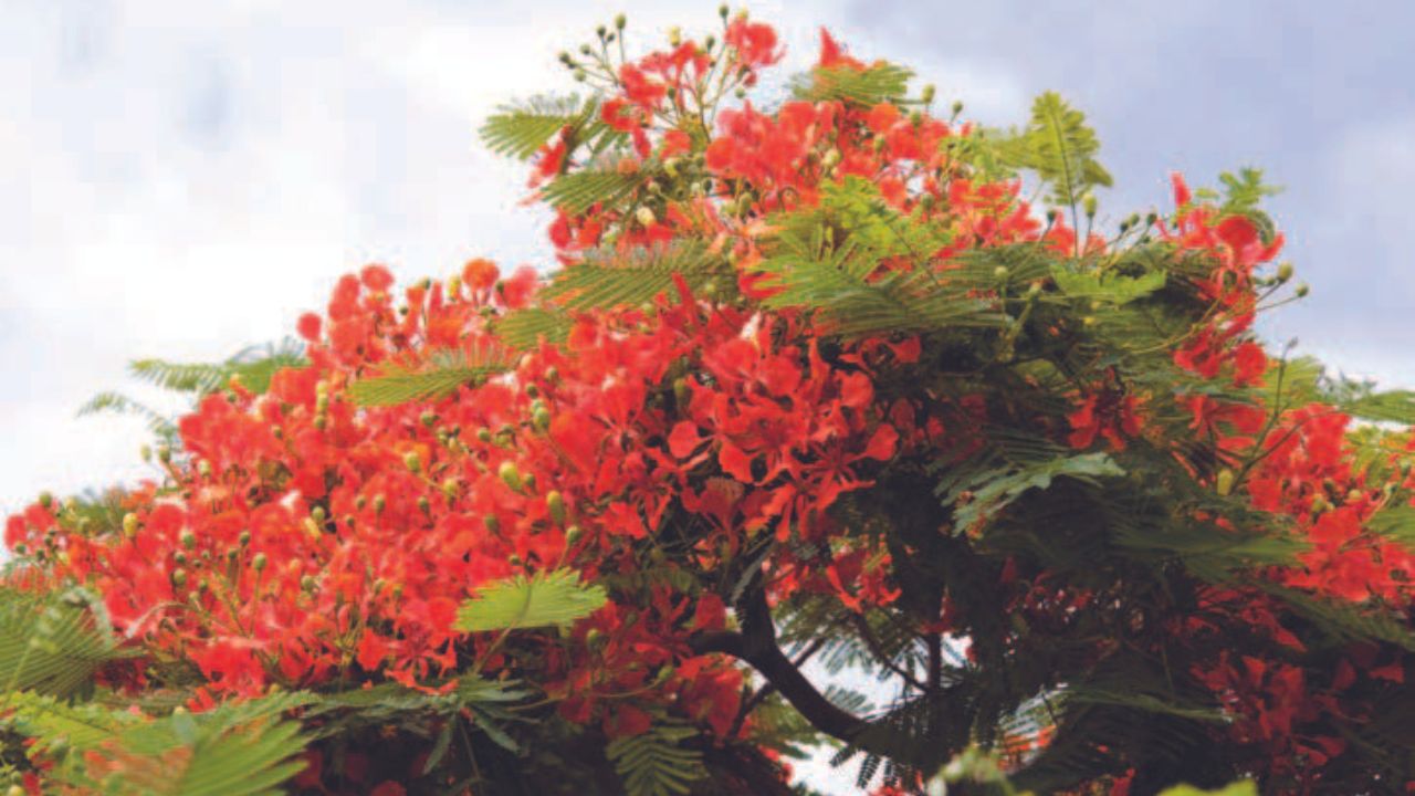 Flourishing Foliage on St. Croix: The Flamboyant Trees - Chris and ...