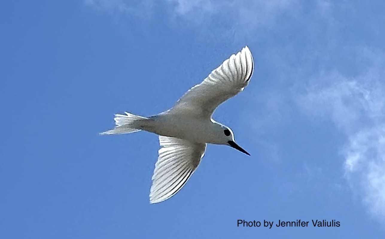 A White Tern Makes a Rare Appearance on St. Croix - Chris and Christie Powers